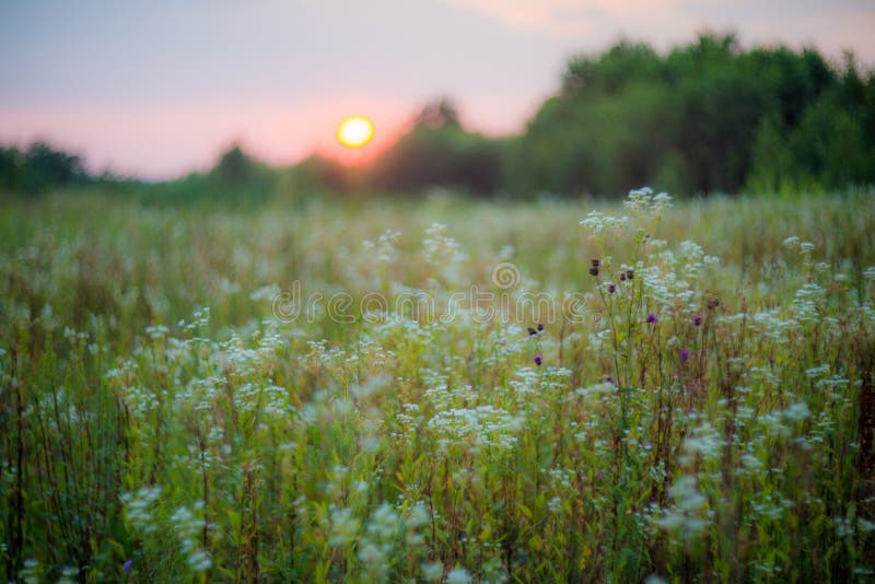 Wild meadow stock photo. Image of outdoor, wild, meadow - 83564266