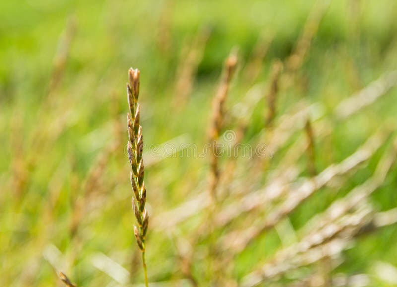 Wild meadow wheat stock image. Image of plant, field - 44227767