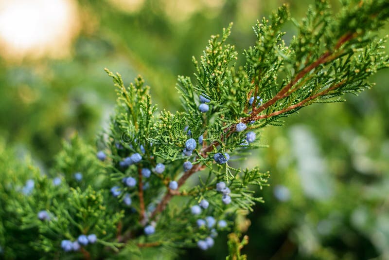Wild Medical Juniper in the Forest . Stock Image - Image of summer ...