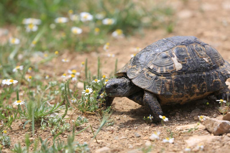 Wild Mediterranean Tortoise on Meadow Stock Image - Image of grass ...