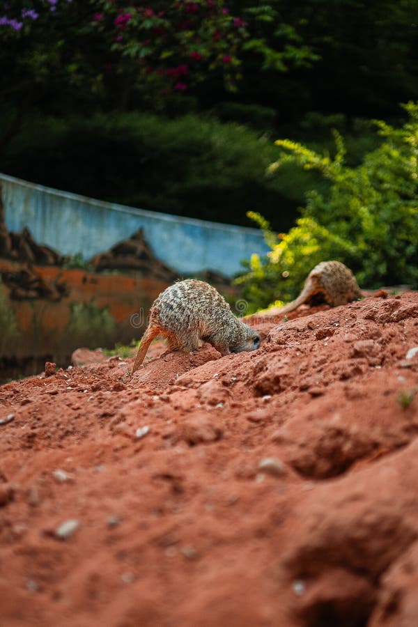 Wild Meerkant Digs in the Sand Ground Stock Image - Image of ...