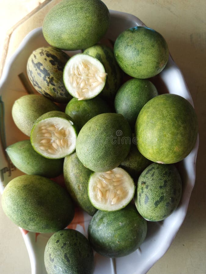 Wild melon or mouse melon stock image. Image of evergreen - 208212207