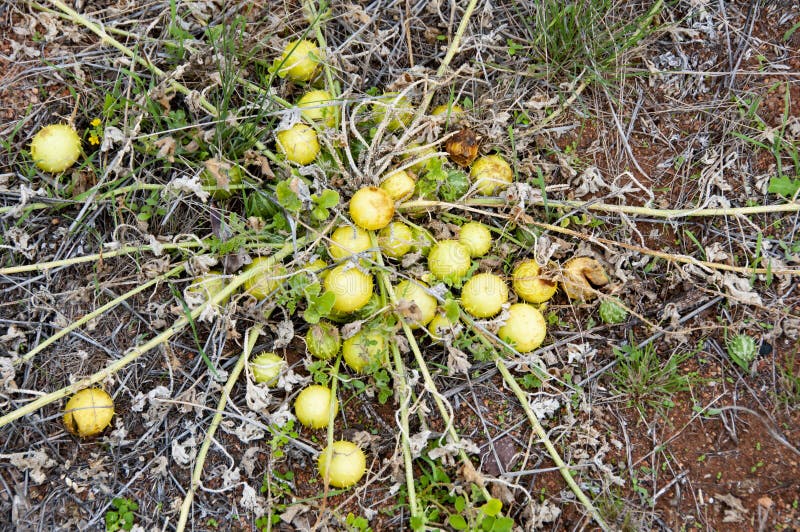 Wild Melon stock image. Image of cucumis, weed, citrullus - 250183643