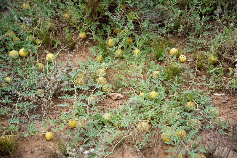 Wild Melon (Cucumis Melo) - Namibia Stock Image - Image of botany ...