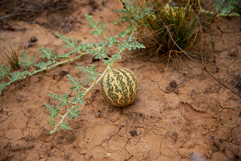 Prickly Paddy Melon Stock Photos - Free & Royalty-Free Stock Photos from Dreamstime