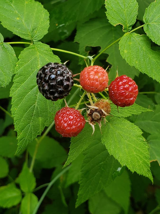 Wild Michigan Black Raspberries Stock Image - Image of shrub, plant ...