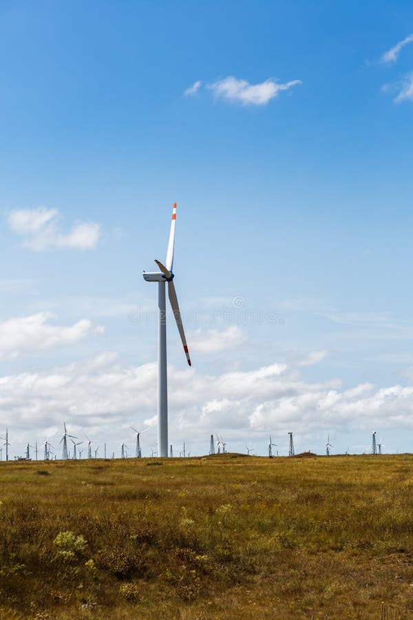 Wild mill in field stock photo. Image of plant, generation - 118728644