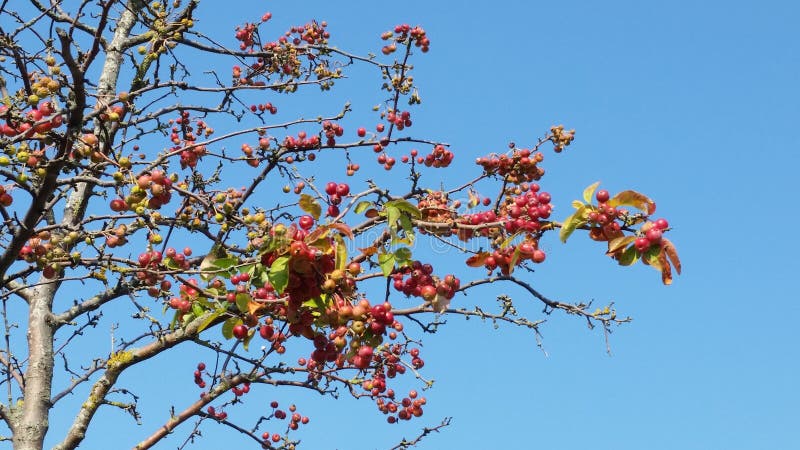 Wild Mini Apples Cherry Tree in Autumn Stock Image - Image of local ...