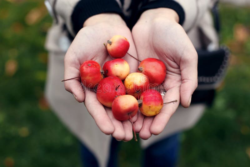 Wild Mini Apples in the Hands of a Girl Stock Photo - Image of orchard ...