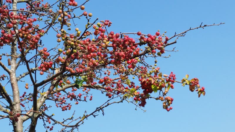 Wild Mini Cherry Apples Tree Stock Photo - Image of cloud, leaf: 157394974
