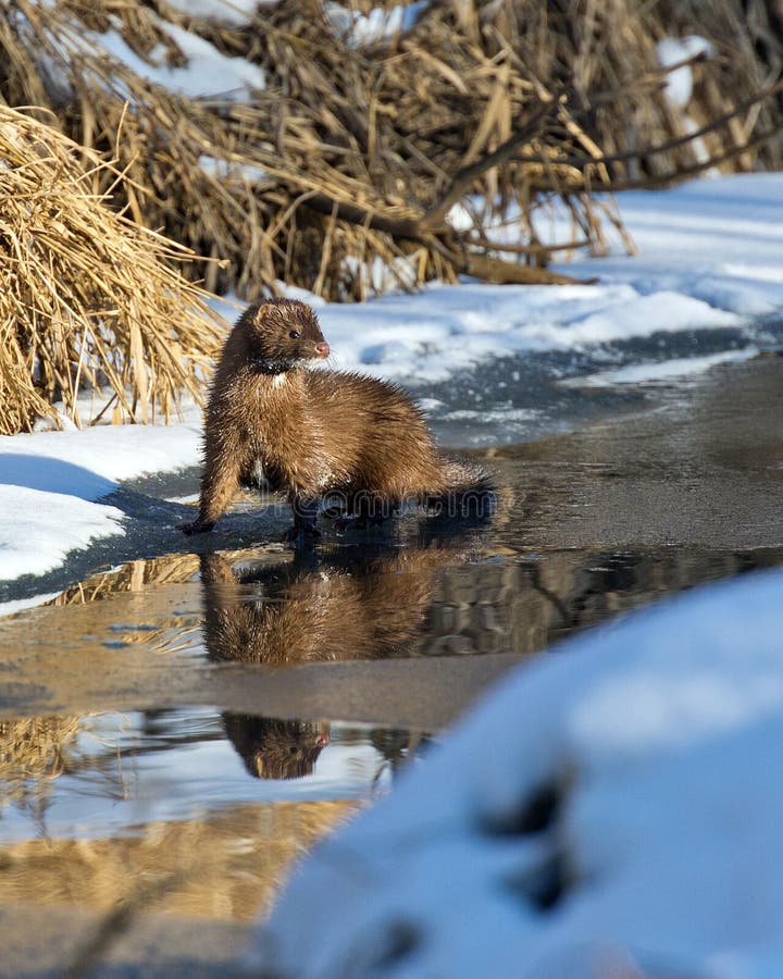 2,047 Wild Mink Stock Photos - Free & Royalty-Free Stock Photos from ...