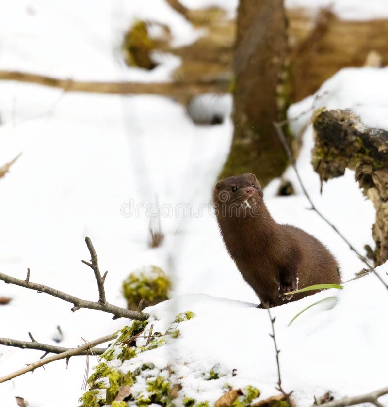 Wild Mink on a Snowy Forest during Winter Stock Photo - Image of ...