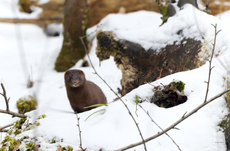 Wild Mink on a Snowy Forest during Winter Stock Photo - Image of brown ...