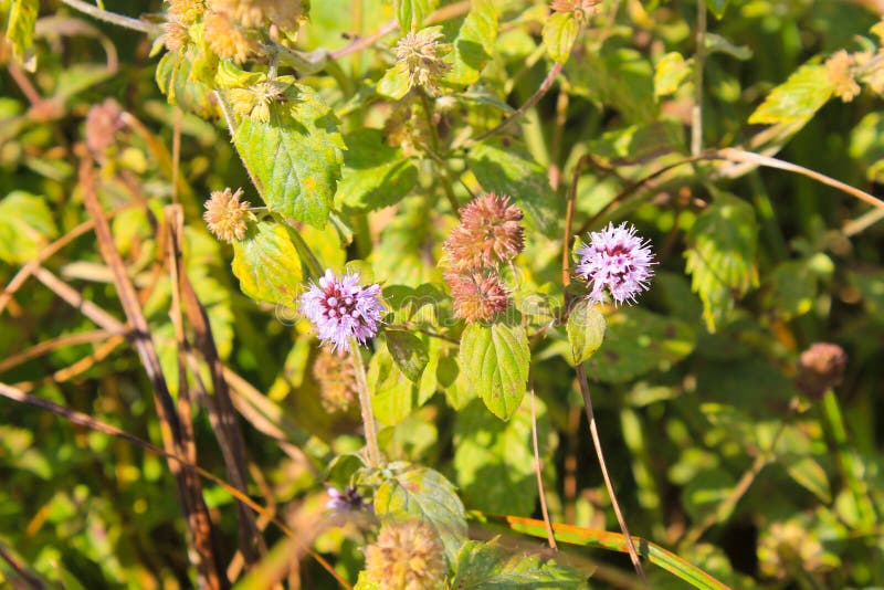 Wild mint flowers stock photo. Image of fragrant, botany - 89511180
