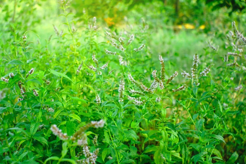Wild Mint on Natural Background Stock Photo - Image of healthy, leaves ...