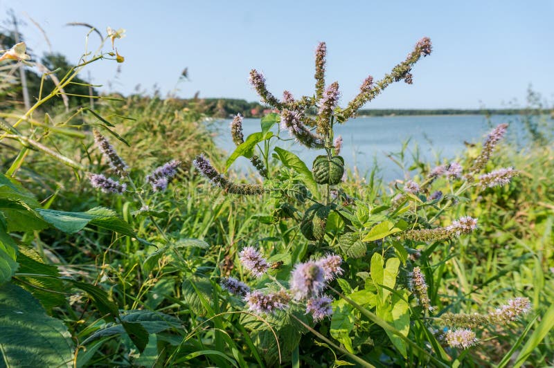 Wild Mint, Peppermint Thickets, Mint Bushes on the Shore of the ...