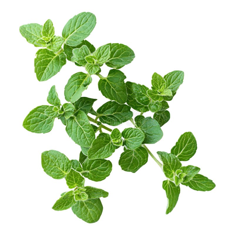 Wild Mint is Set Against a Transparent Background Stock Illustration ...