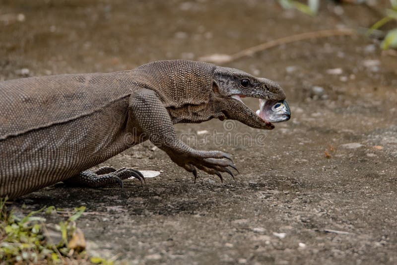 Wild Monitor Lizard Take a Fish Head Close Up Stock Photo - Image of ...