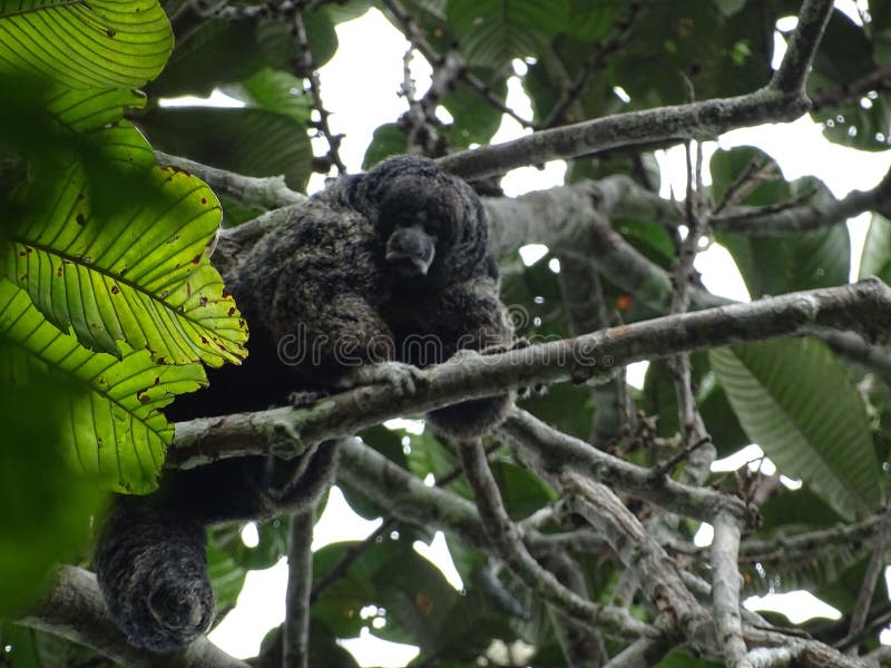 A Wild Monkey Observing Humans in the Amazon Rainforest Stock Photo ...