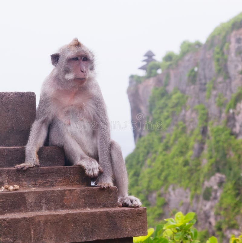 Wild monkey stock photo. Image of asian, nature, bite - 26295718