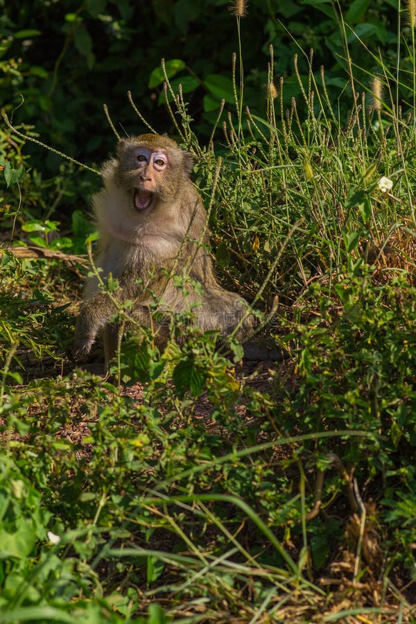 Aggressive monkey stock photo. Image of endemic, primate - 19443586