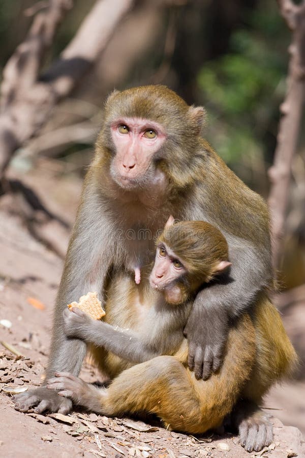 Wild monkey stock image. Image of yellow, anthropoid, thinking - 4477569