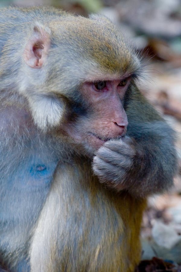 Wild Monkey Picture. Image: 4569050