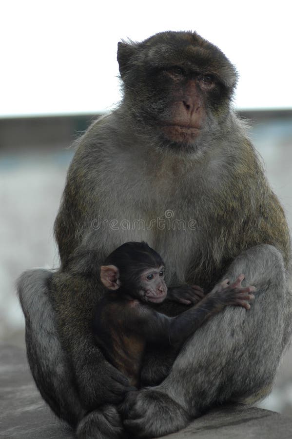 Closeup Photo with a Wild Monkey and Its Baby - the Barbary Macaque ...