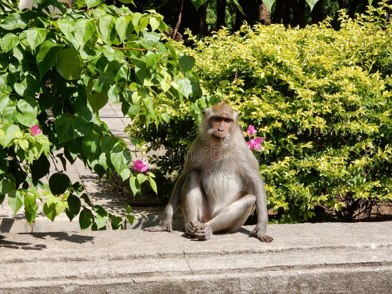 Seated Monkey in Human Pose Surrounded by Flowering Vegetation Stock ...
