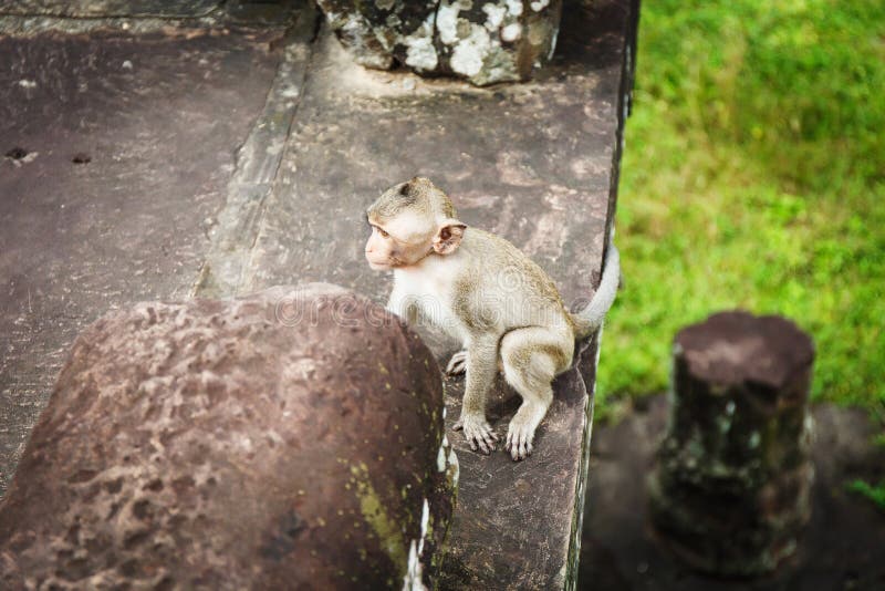Wild monkey in Cambodia stock photo. Image of bush, rainforest - 68567302
