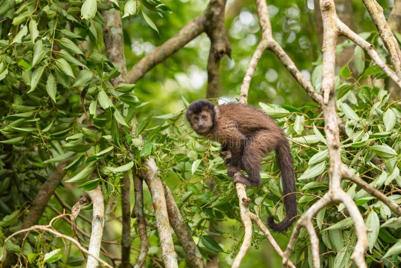 Wild Monkey Capuchin In The Rainforest Stock Photo - Image of wild ...