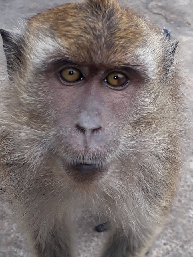 Monkey curious look stock photo. Image of mother, canines - 104062476