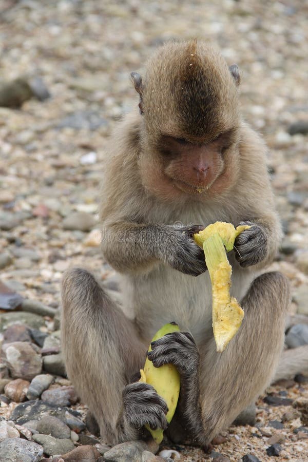 Wild Monkey while Dining on the Rocks with Stock Photo - Image of ...