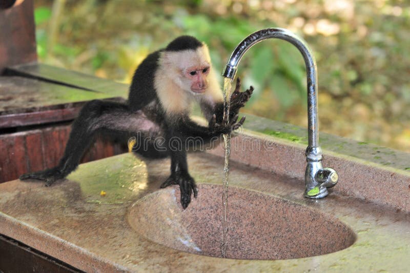 Wild Monkey Drinking Tap Water Editorial Photo - Image of intelligence ...
