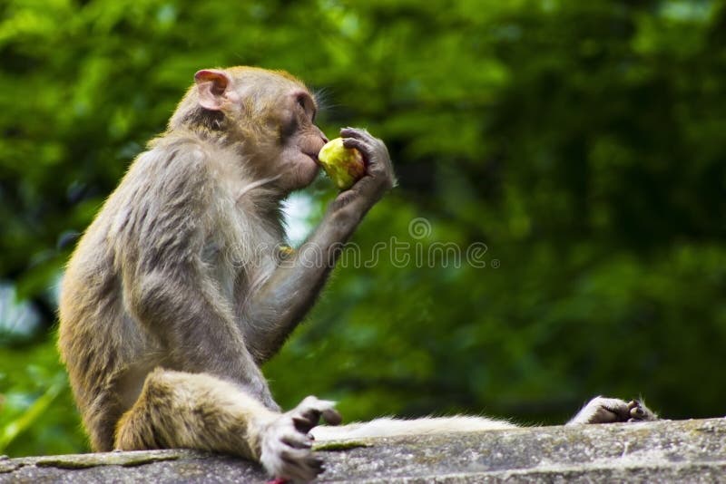 Wild Monkey Winking with One Eye while Eating Orange Stock Photo ...