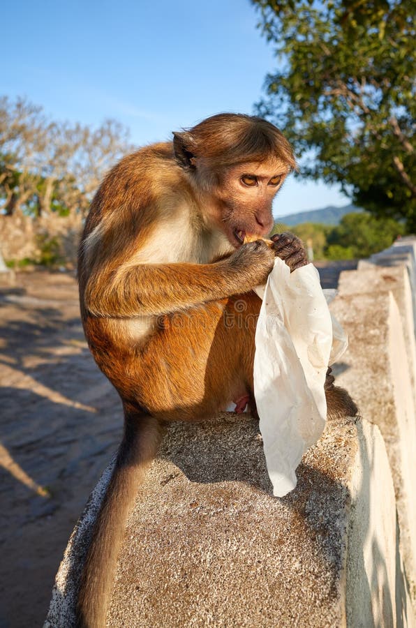 Wild Monkey Eats Food from Plastic Bag Stock Image - Image of danger ...