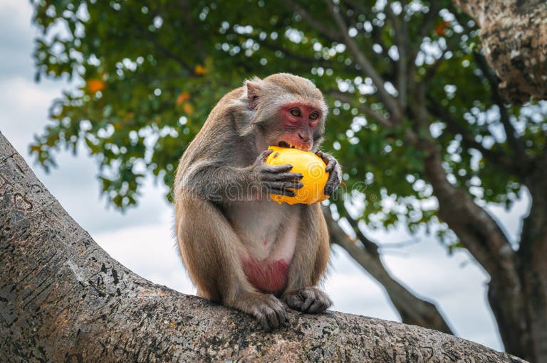 Wild Monkey Eats Mango Sitting on Tree in Forest in Nature Stock Photo ...