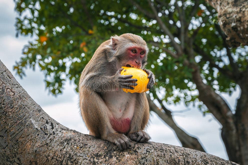 Wild Monkey Eats Mango Sitting on Tree in Forest in Nature Stock Photo - Image of fruit, natural ...
