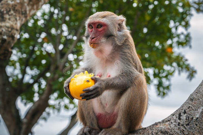 Wild Monkey Eats Mango Sitting on a Tree in Forest in Nature Stock ...