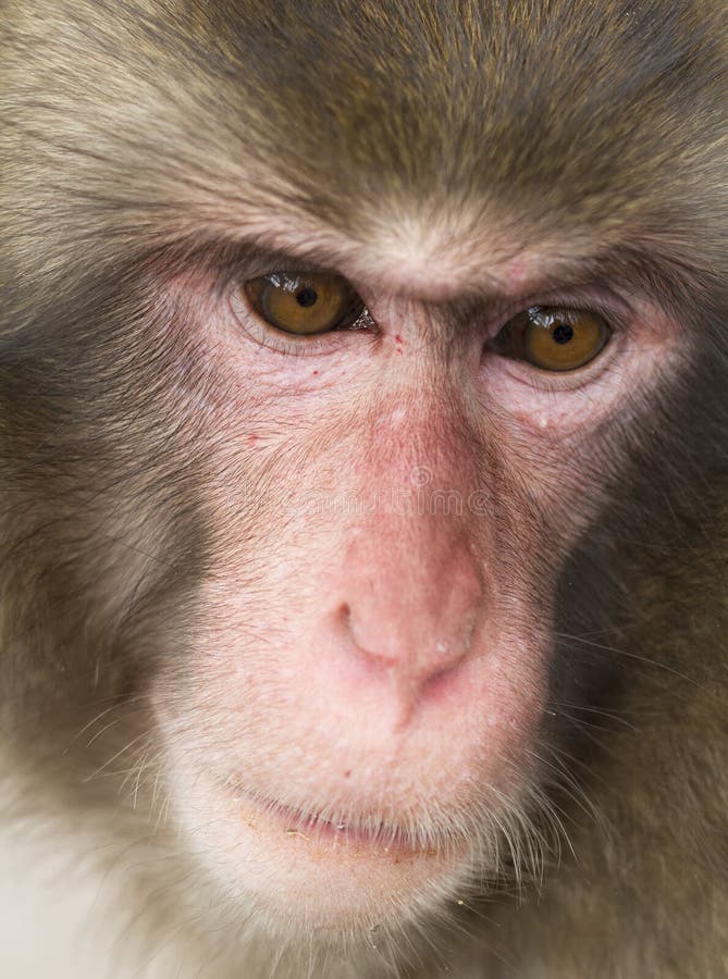 Wild monkey face stock photo. Image of macaque, mammal - 29562020