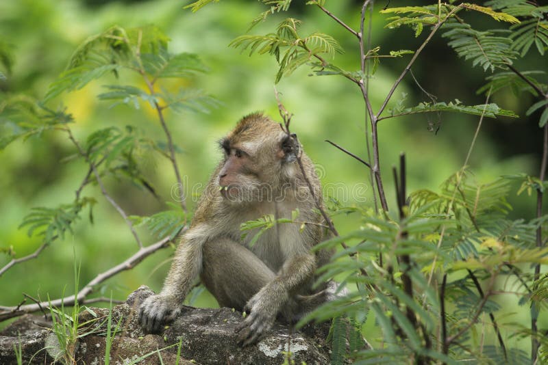 Wild monkey in a forest stock photo. Image of monyet - 182103662