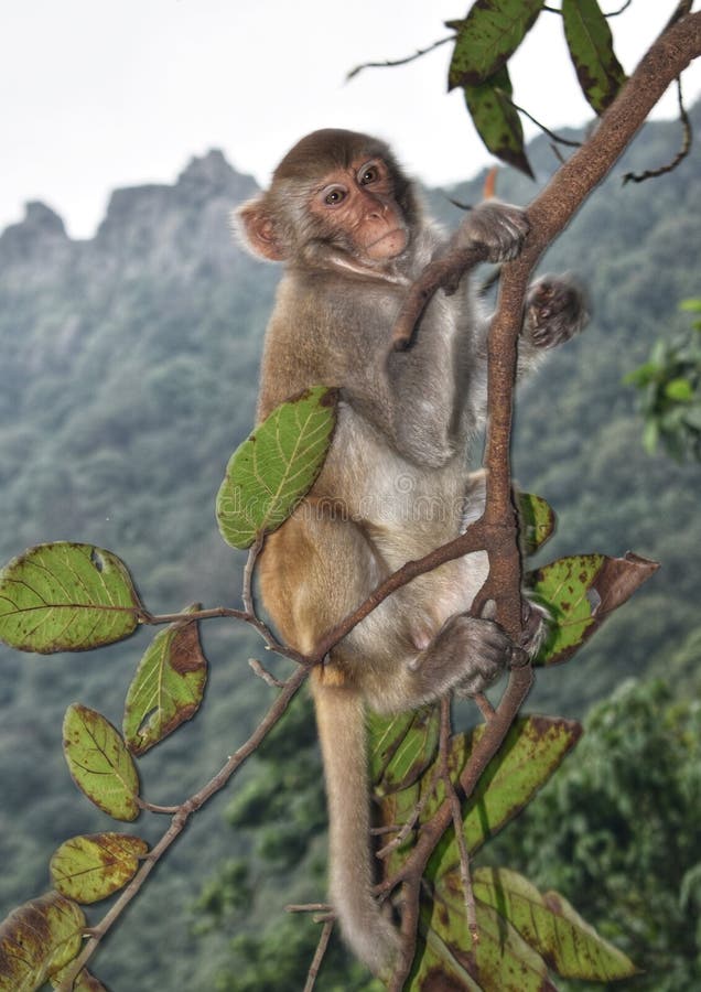 Wild Monkey on a tree stock image. Image of primate - 309478247