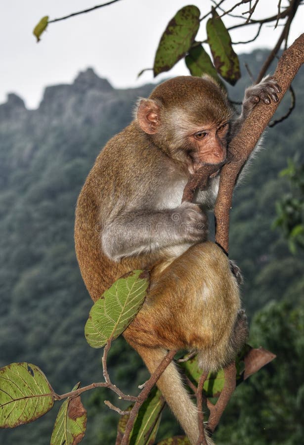 Wild Monkey on a tree stock photo. Image of animals - 309478258