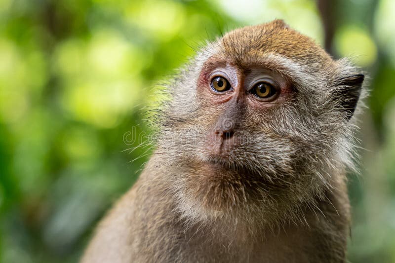 Wild Monkey Head Close Up in the Jungle Stock Image - Image of close ...