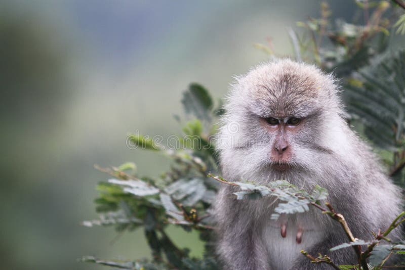 Wild Monkey Hiding in a Tree Stock Photo - Image of hiding, primate ...