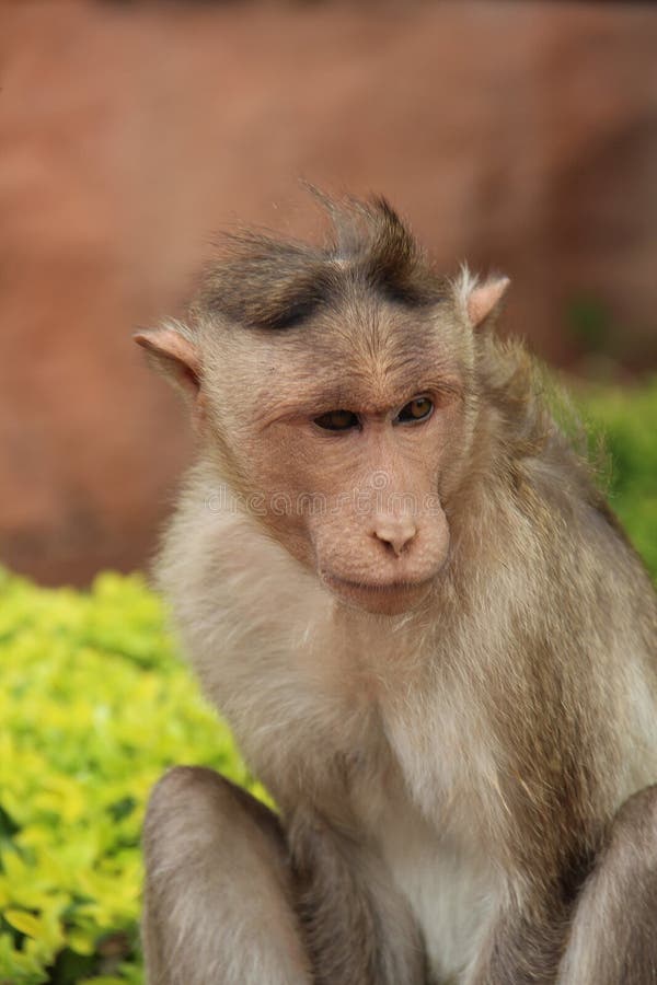 Wild Monkey, India, for Tourists Stock Image - Image of primate, cute ...