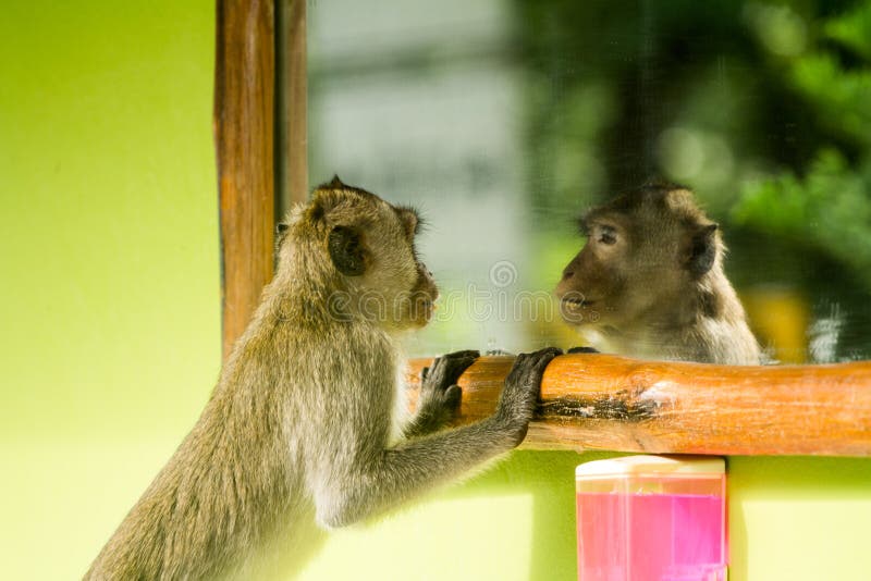 Wild Monkey Looks in the Glass, Mirror Wonder Monkey Stock Photo ...