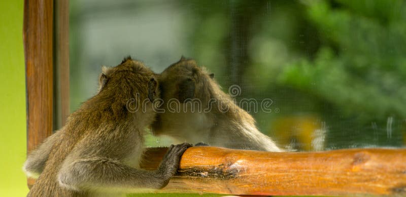 Wild Monkey Looks in the Glass, Mirror Wonder Monkey Stock Image ...