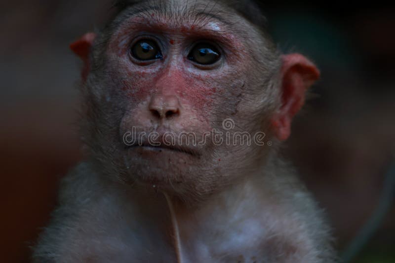 A Wild Monkey Planning What To Do in the Jungle Stock Photo - Image of ...