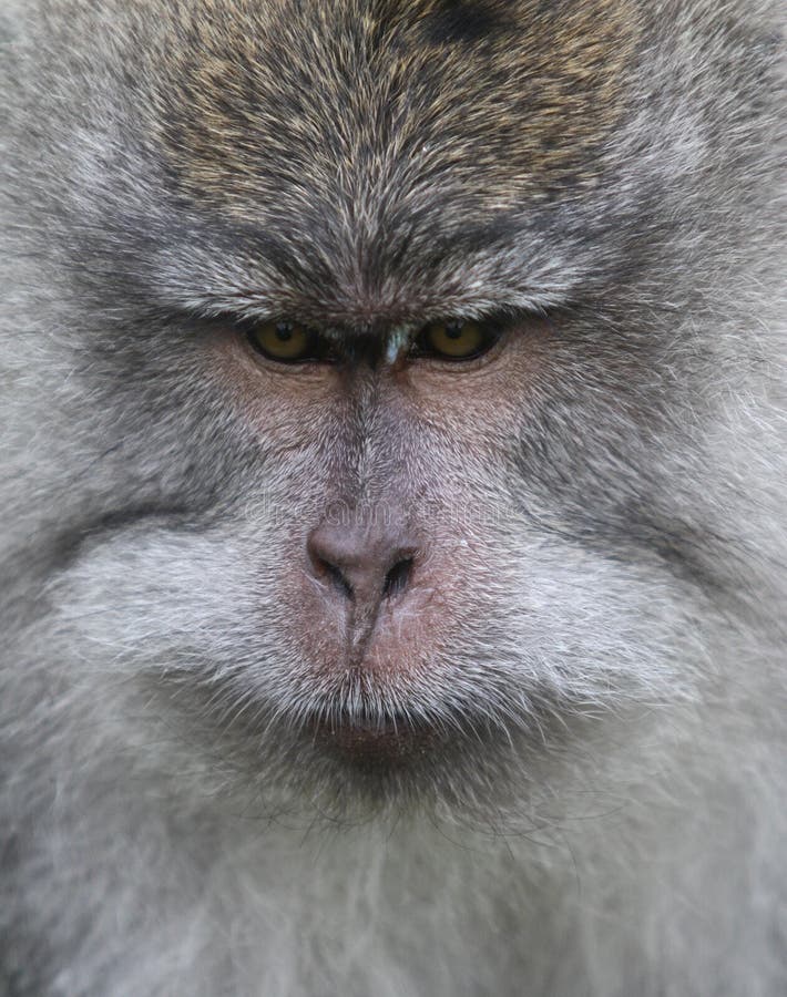 Wild monkey portrait stock image. Image of wild, twisted - 31044599